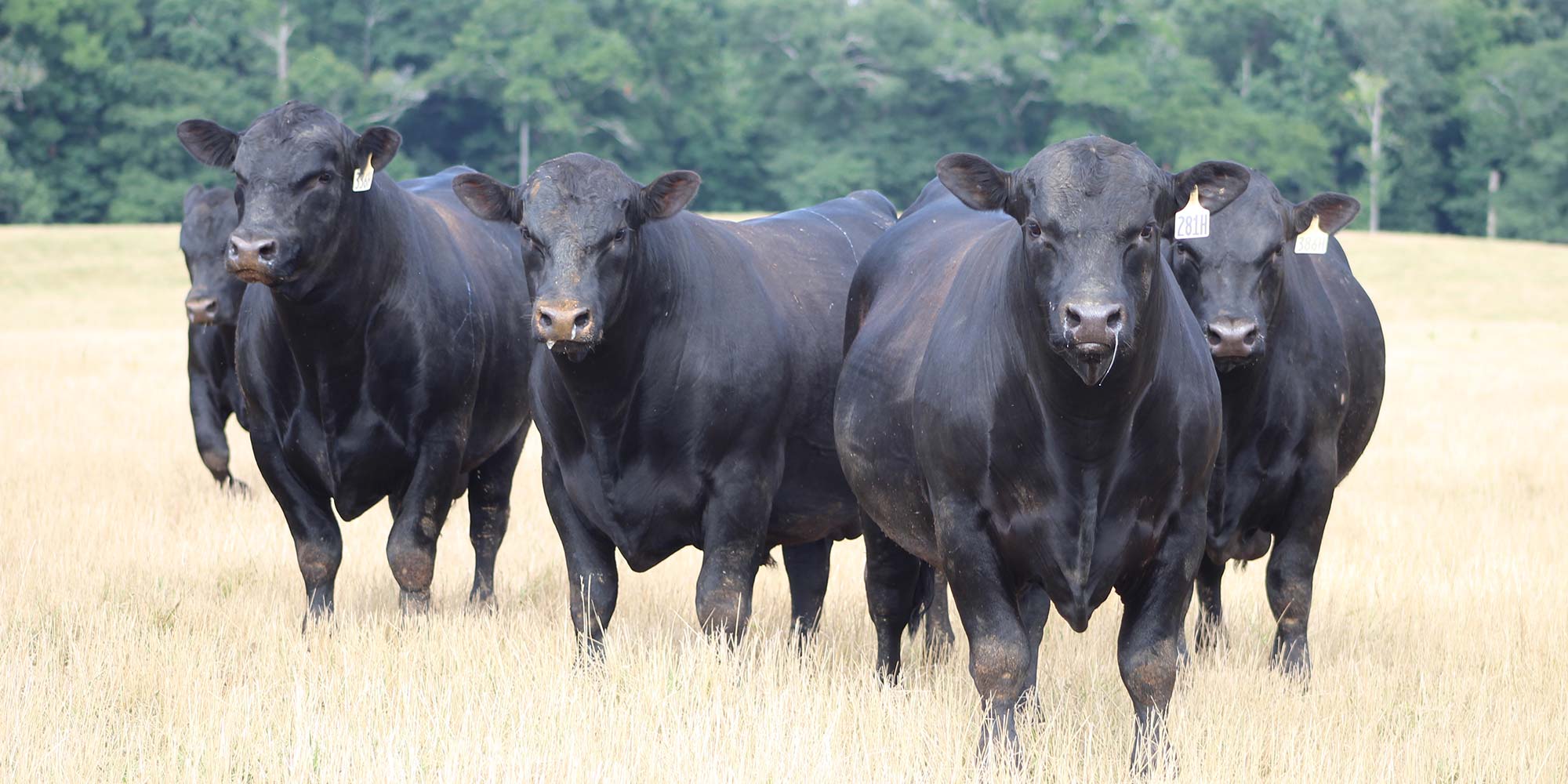 Barnett Angus Ranches Since 1947 | Washington, GA