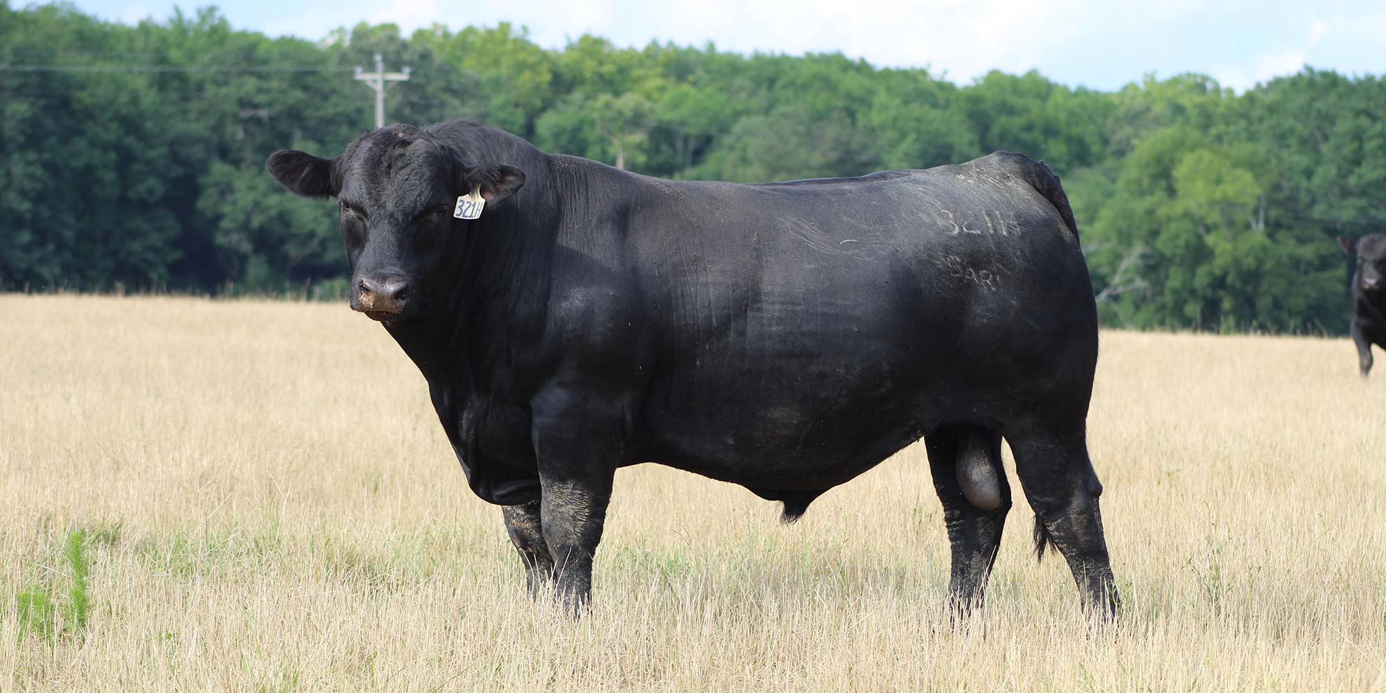 Barnett Angus Ranches Since 1947 | Washington, GA