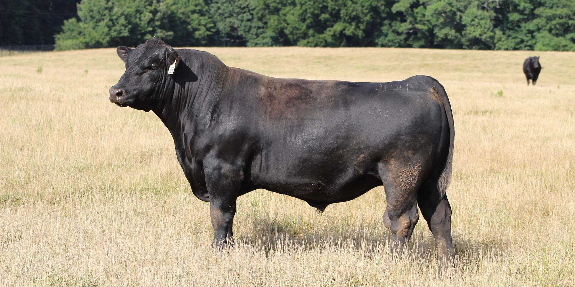 Barnett Angus Ranches Since 1947 | Washington, GA
