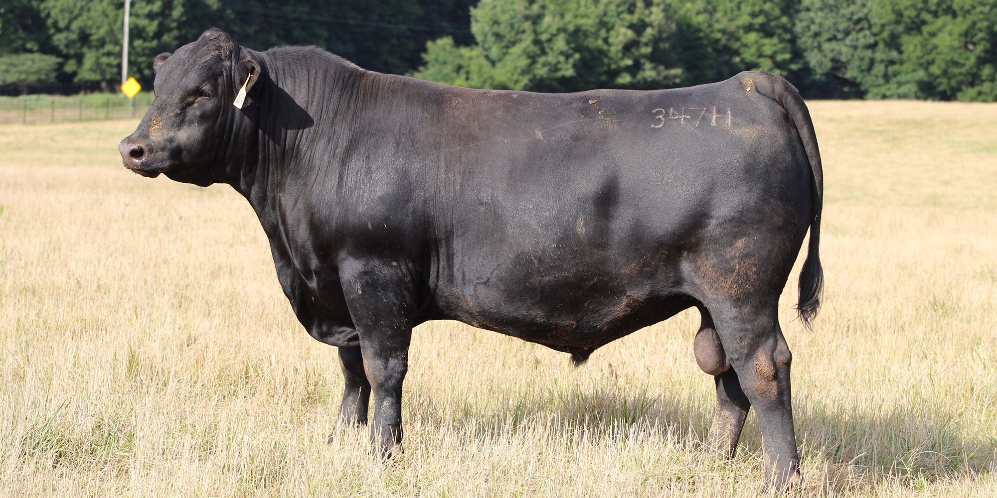 Barnett Angus Ranches Since 1947 | Washington, GA