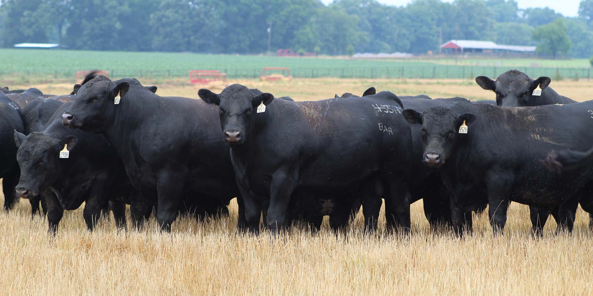 Barnett Angus Ranches Since 1947 | Washington, GA