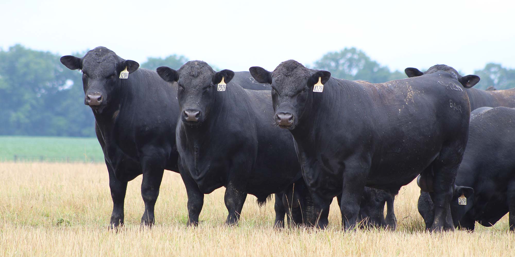 Barnett Angus Ranches Since 1947 | Washington, GA