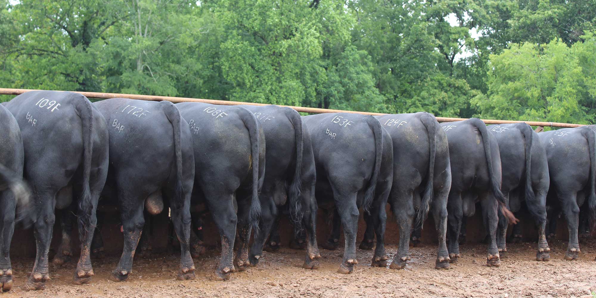 Barnett Angus Ranches Since 1947 | Washington, GA