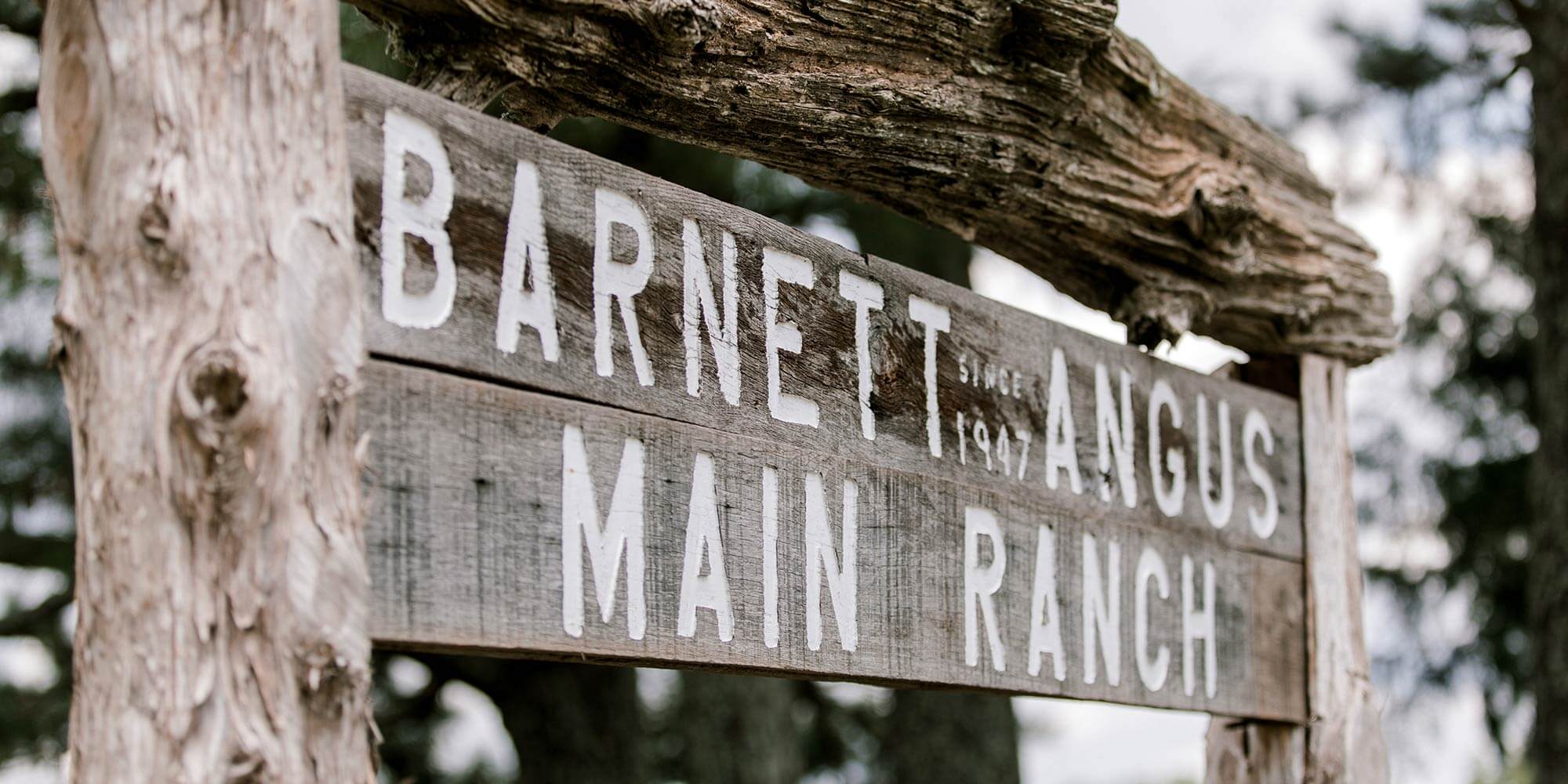 Barnett Angus Ranches Since 1947 | Washington, GA